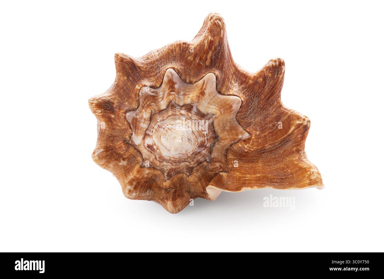 Highlight distinct patterns hi-res stock photography and images - Alamy