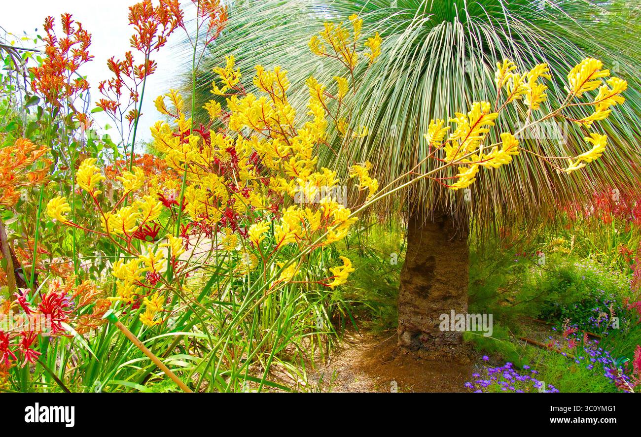 Flowers and plants in the Mediterranean biome The Eden Project Bodelva ...