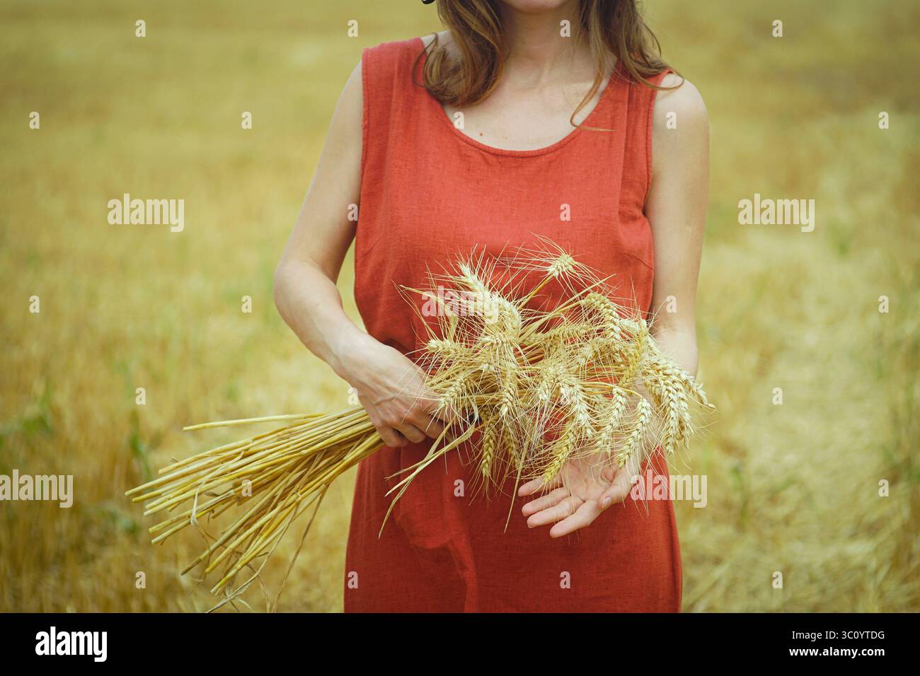 Peaceful eco moment: woman in red dress gently holding wheat bundle in summer field. Symbol of ...
