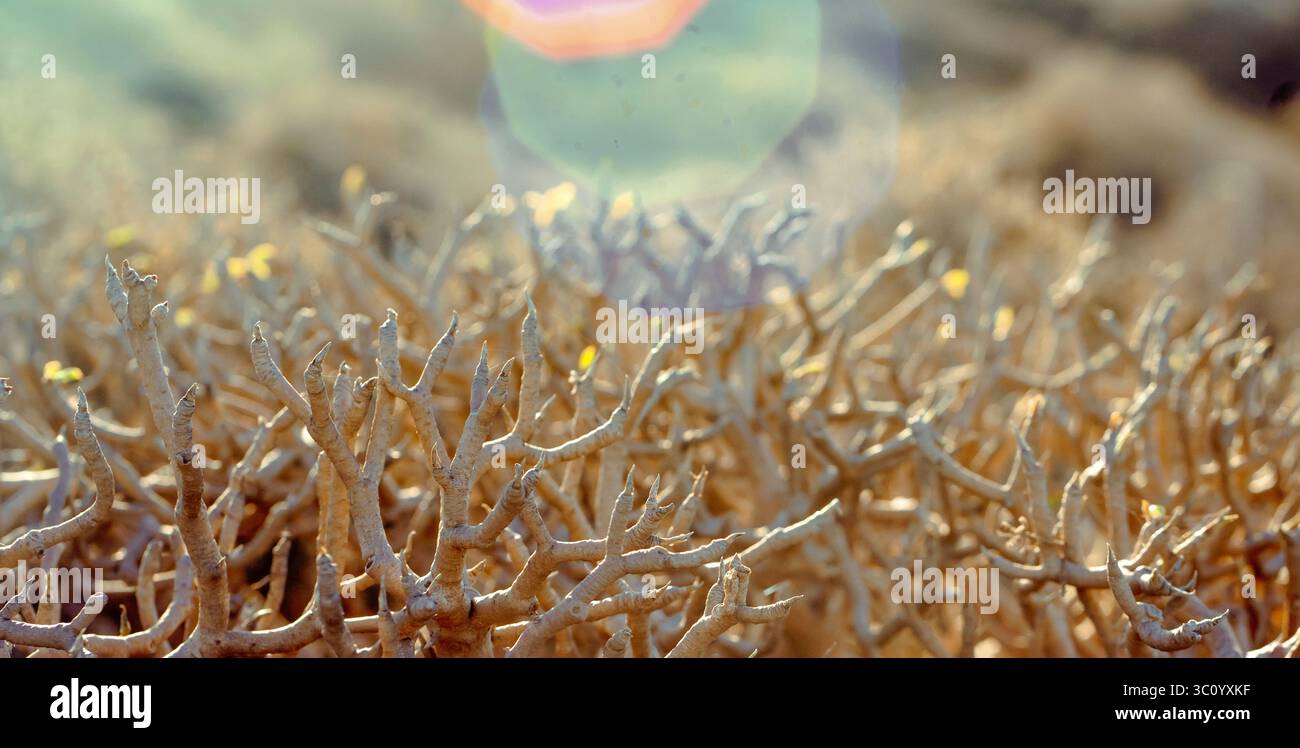 Shrubs, bushes with dense stems, dracaena dragon tree close-up in the ...