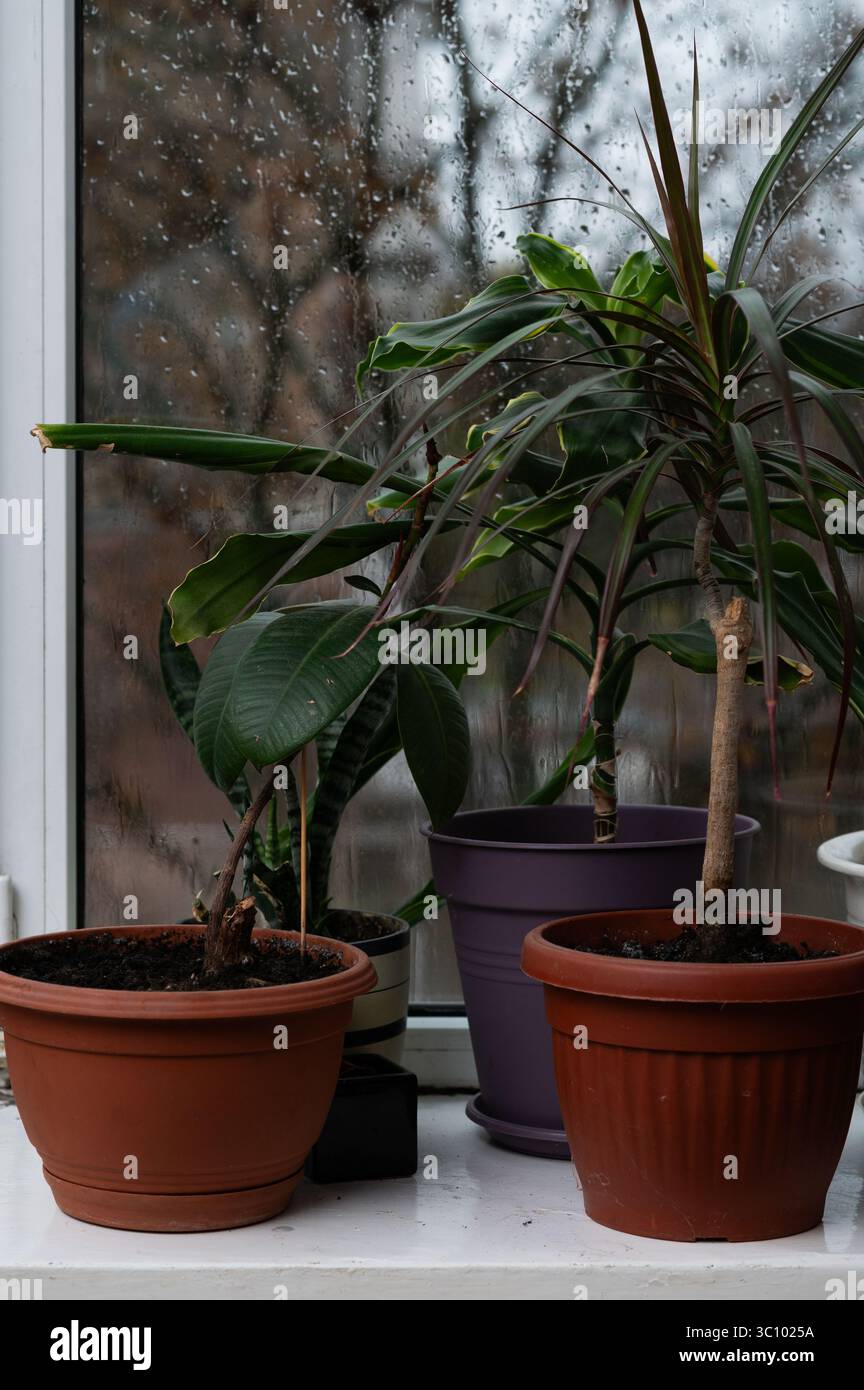vertical photo Ficus and dracaena near window illustrate natural ...