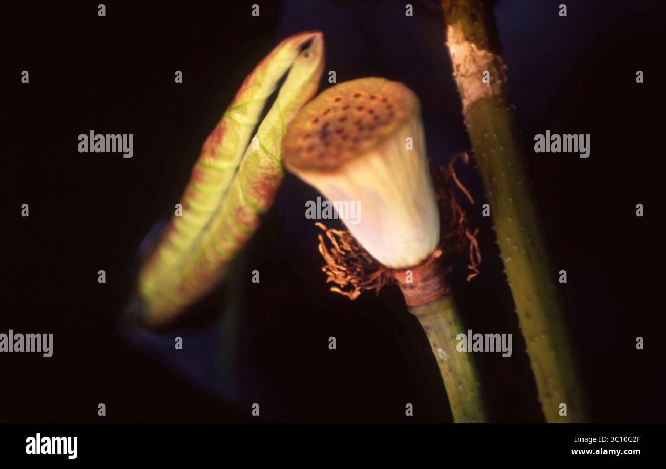 Lotus life cycle hi-res stock photography and images - Alamy