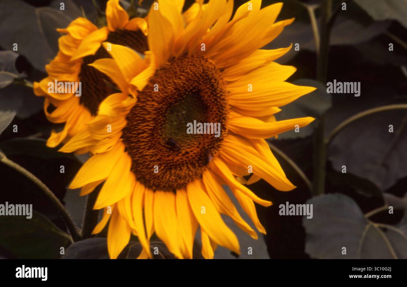 High resolution macro sunflower hi-res stock photography and images - Alamy