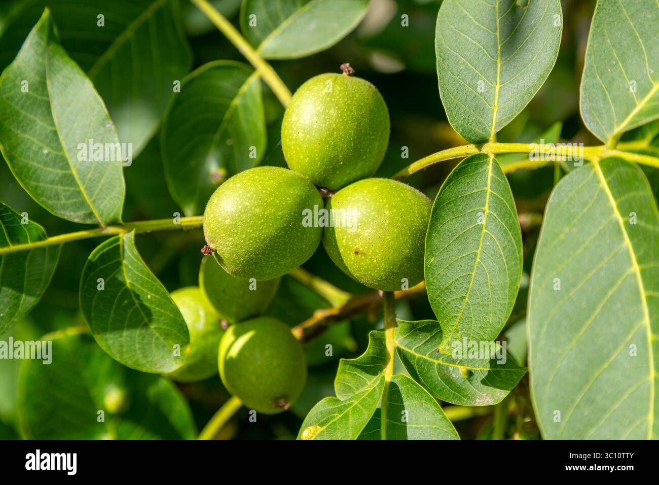 Common walnut tree leaves and fruit, Juglans regia, Sutton, Suffolk ...