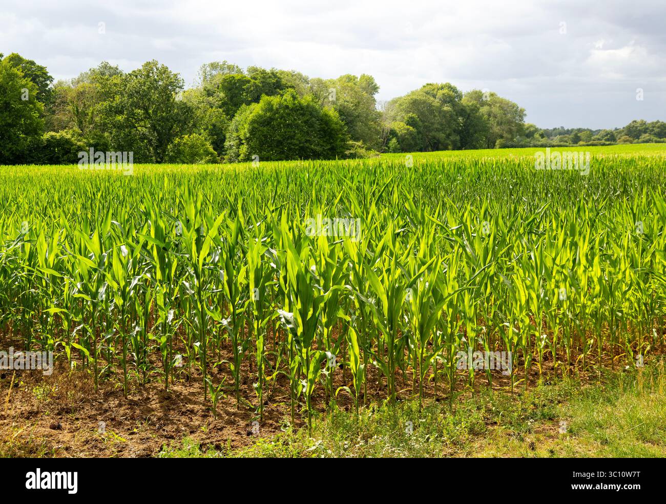 Sweet corn maize crop growing in field, Sutton, Suffolk, England, UK ...