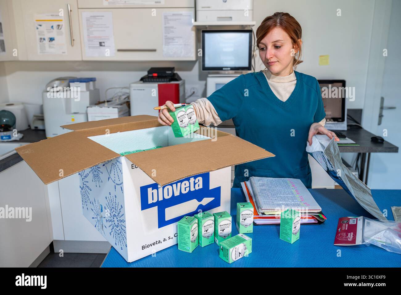 Vaccination campaign against bluetongue (BT). Receiving doses of ...