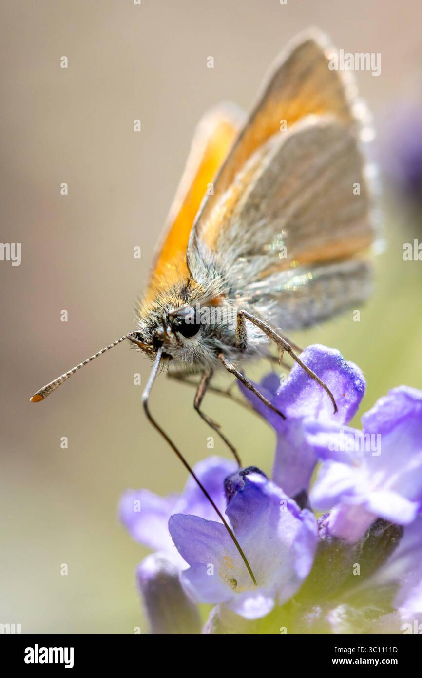 Ein Schmetterling Falter Schwarzkolbiger Braun-Dickkopffalter ...