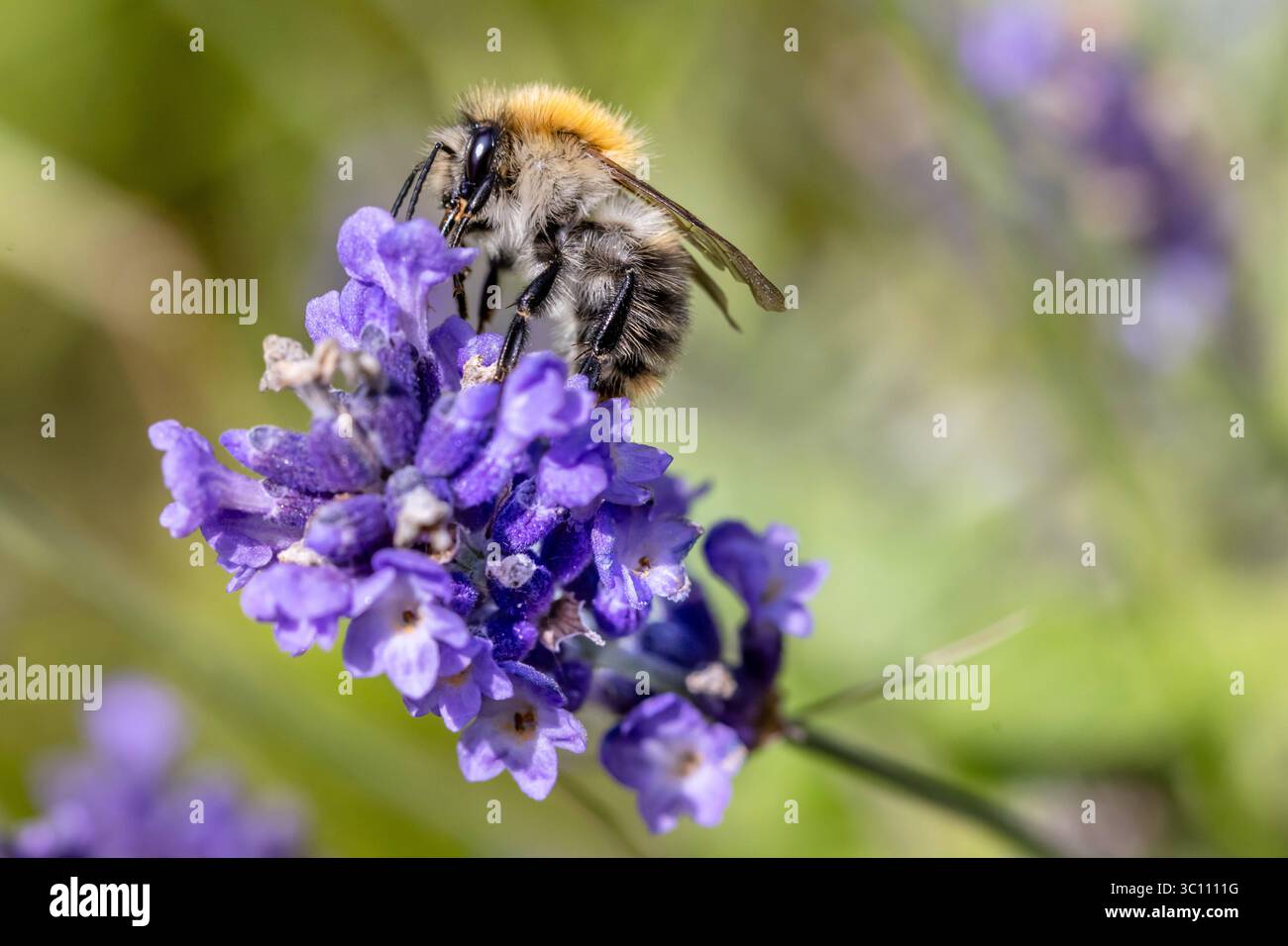 Eine Hummel Bombus sitzt auf einer Lavendel Pflanze Lavandula. Annaberg ...