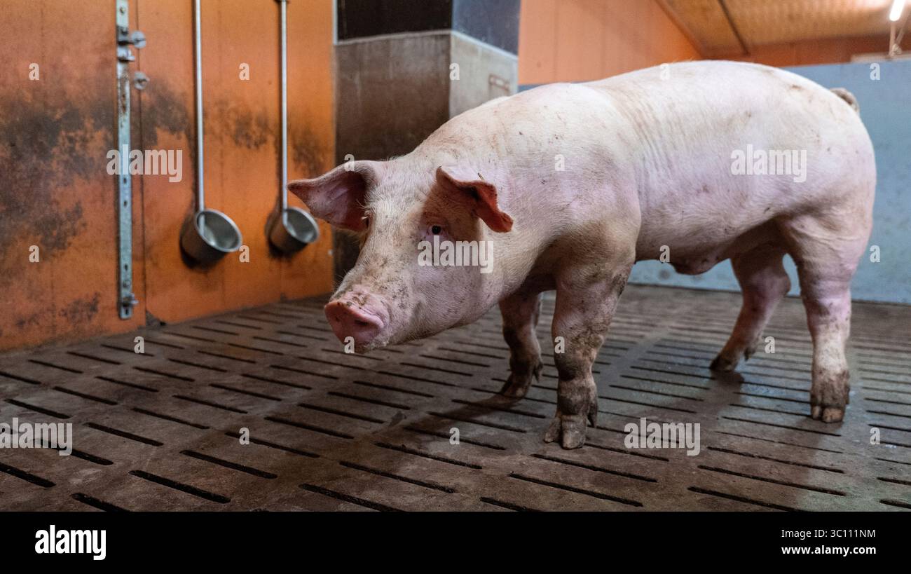 Agriculture: hog husbandry. Farmed pigs in a quiet area to promote ...