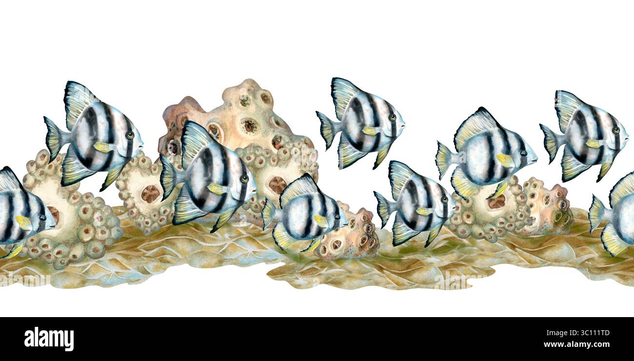 Seamless border of black-white striped tropical fish, beige corals on ...