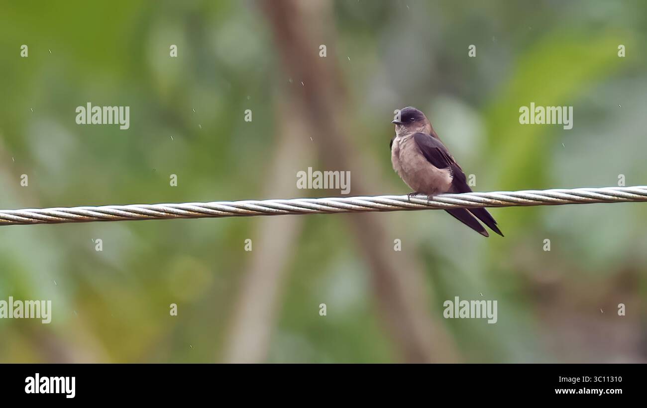 Grey-breasted martin (Progne chalybea) on a wire, Ecuador Stock Photo ...