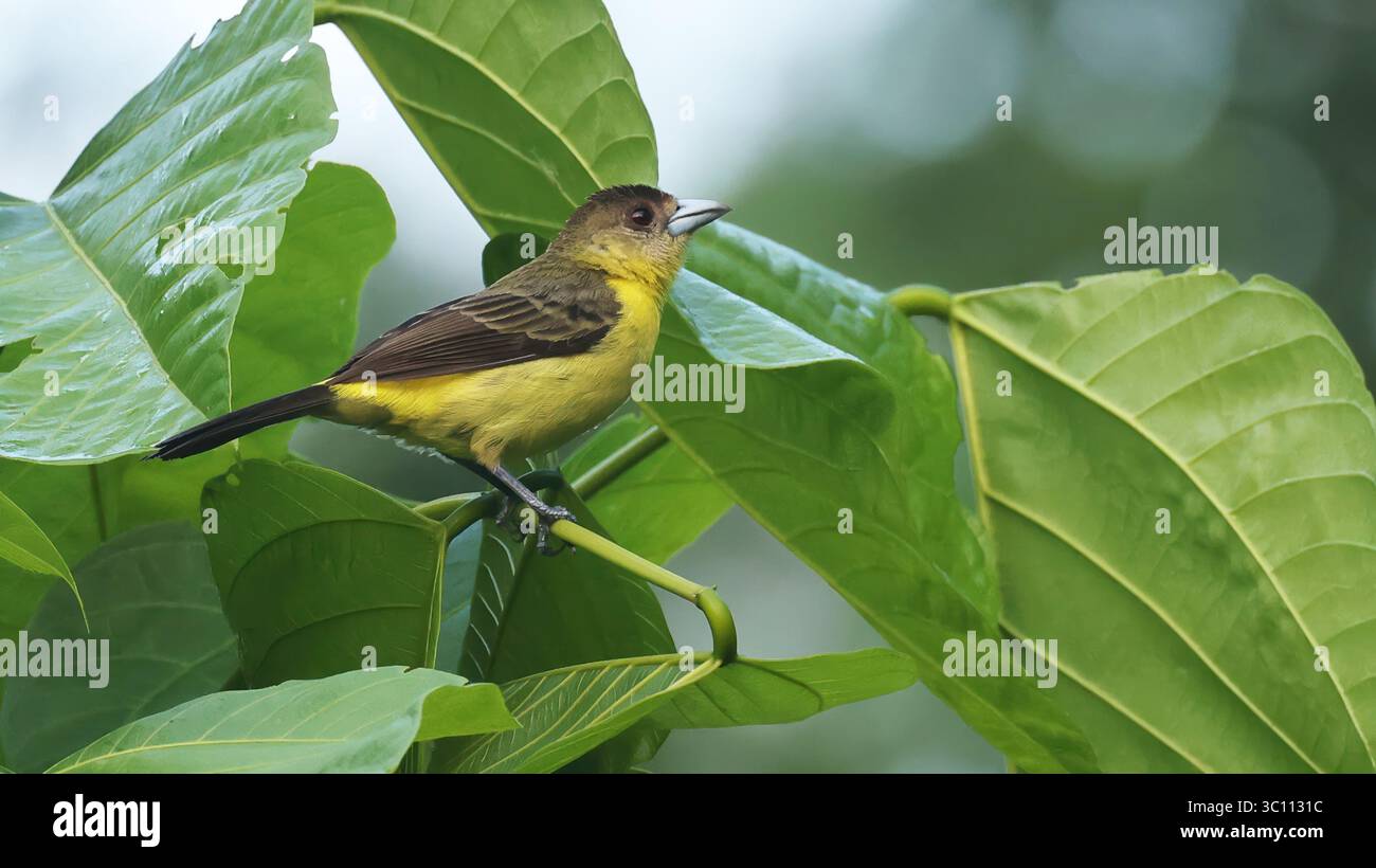 Lemon-rumped tanager (Ramphocelus icteronotus), bird of Ecuador Stock ...