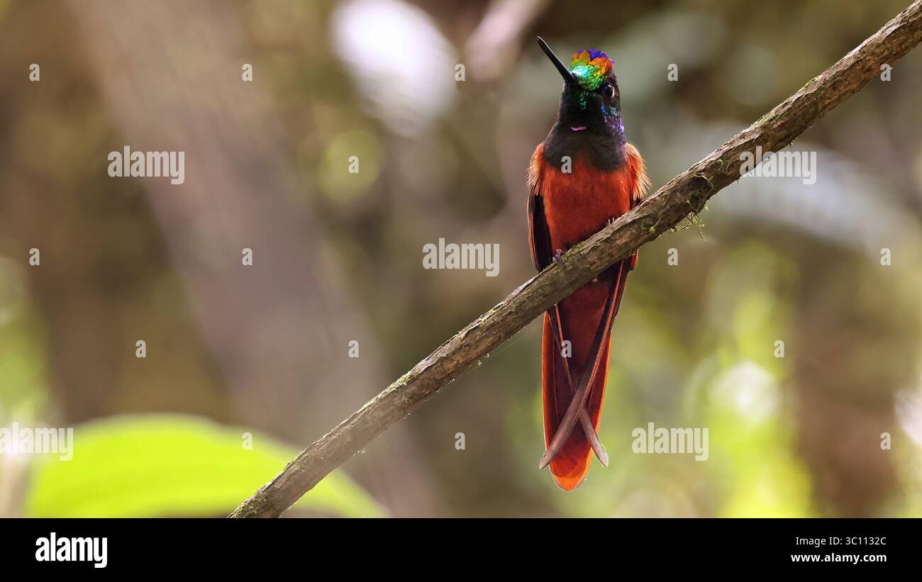 Rainbow hummingbird hi-res stock photography and images - Alamy