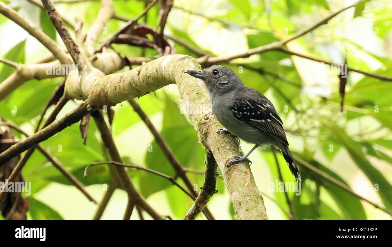 Slaty antwren female (Myrmotherula schisticolor), bird of Ecuador Stock ...