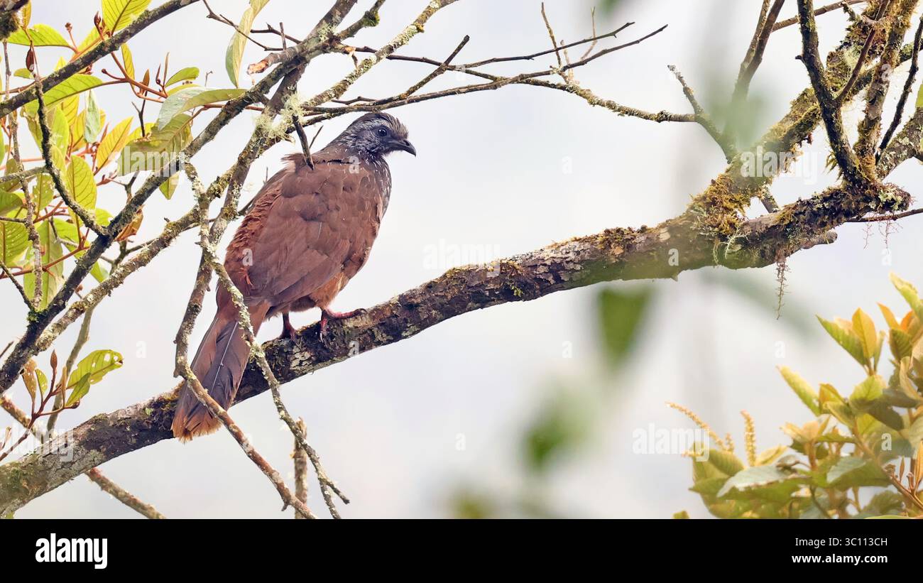 Bearded guan (Penelope barbata), bird of Ecuador Stock Photo - Alamy