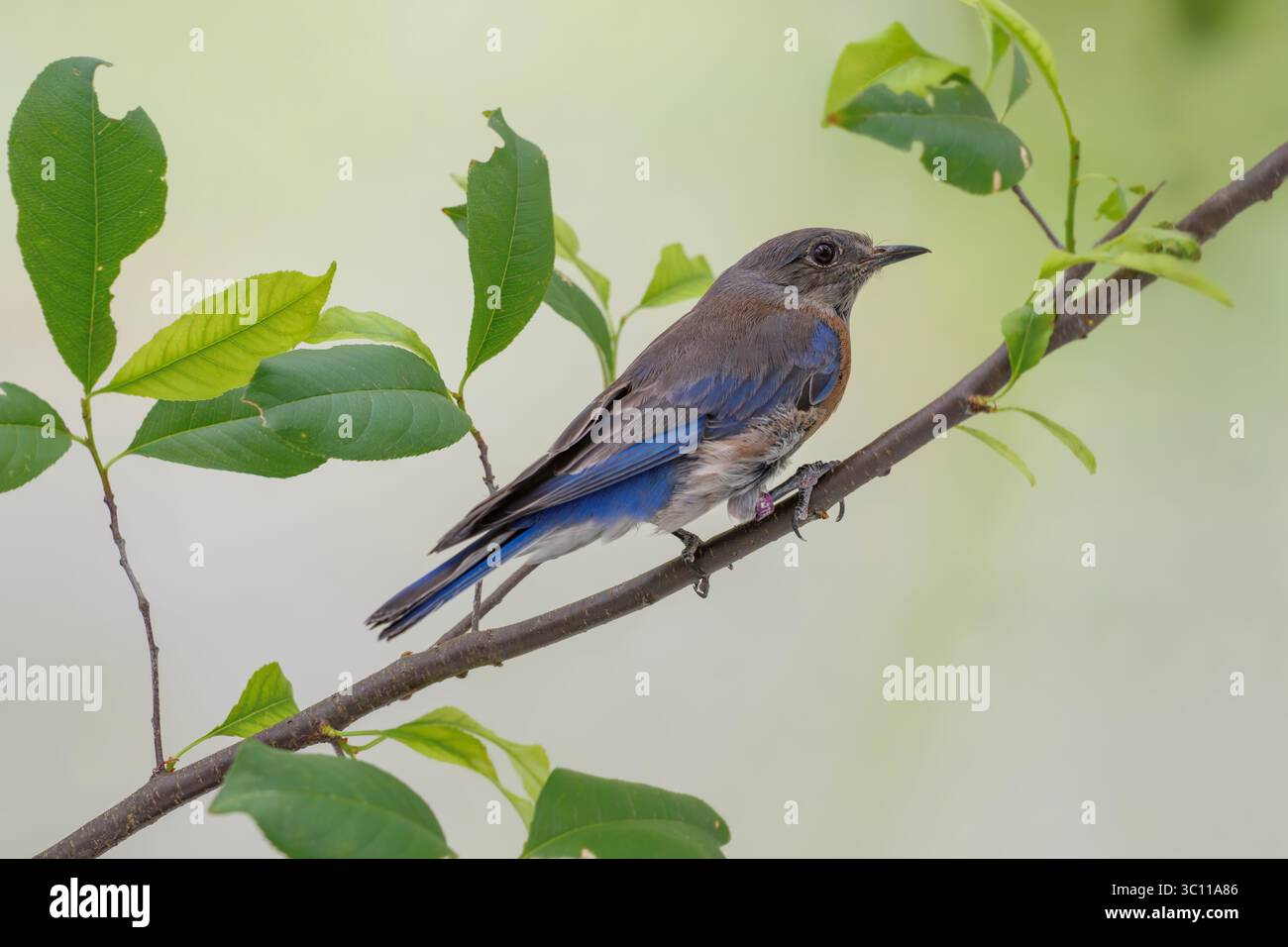 Female western bluebird sialia mexicana hi-res stock photography and images - Alamy