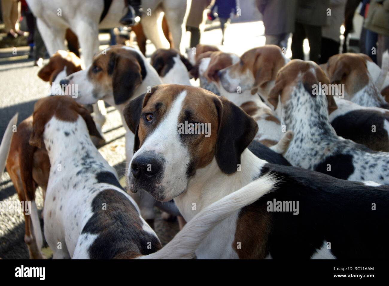 Fox Hounds Gathered at a New Years Day Meet in the UK Showcasing Their ...