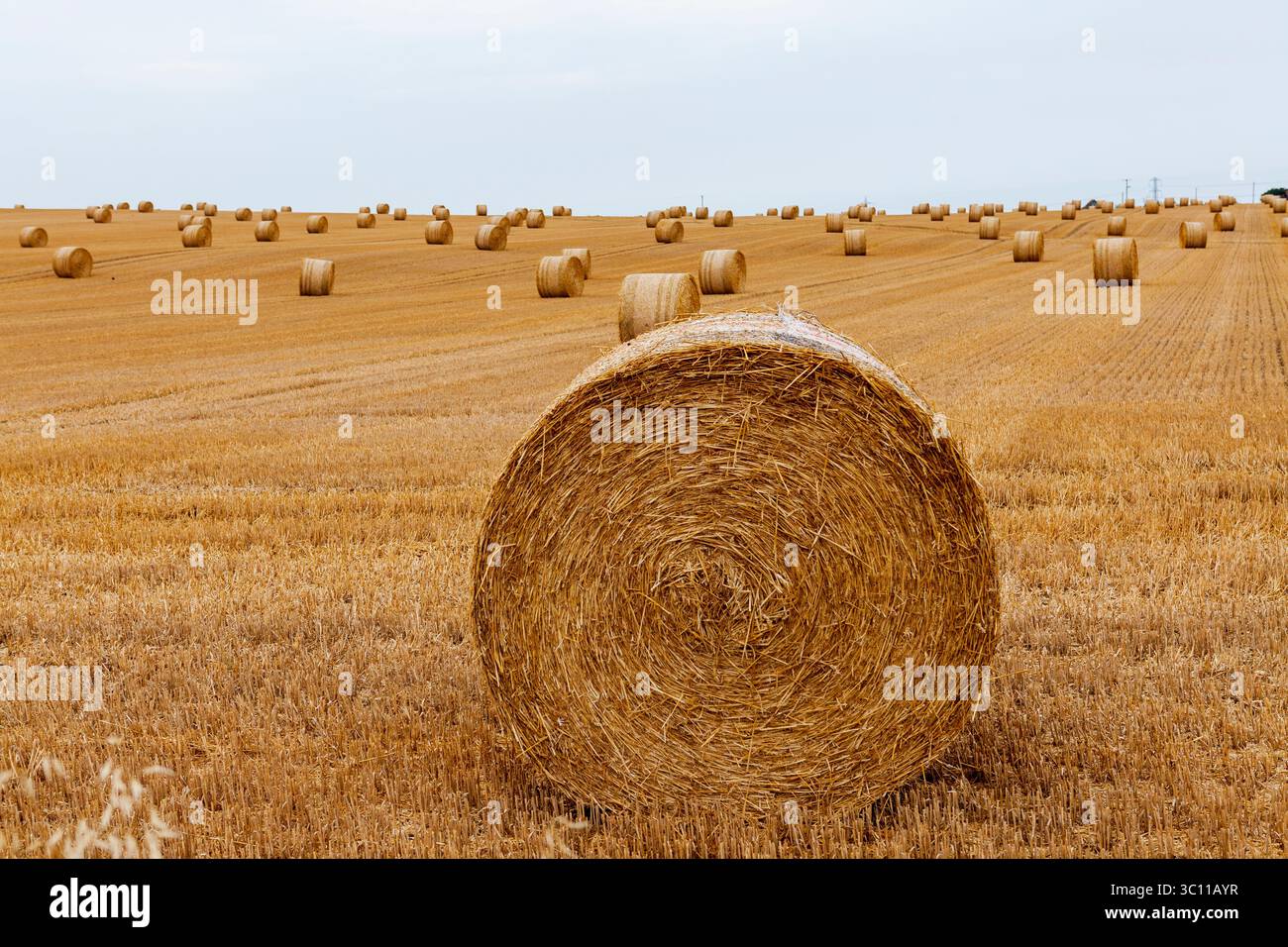 Vast agricultural field golden hi-res stock photography and images - Alamy