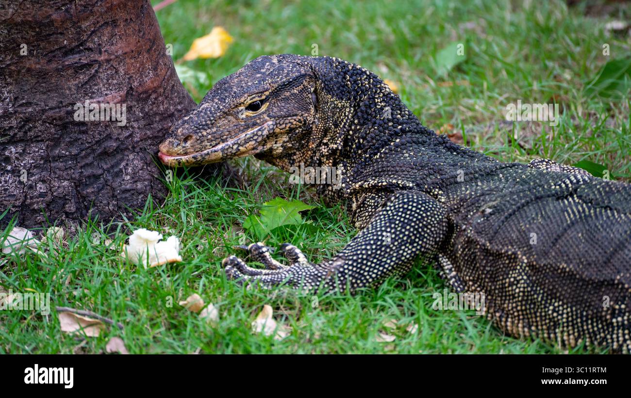 Giant lizard walking on hi-res stock photography and images - Alamy