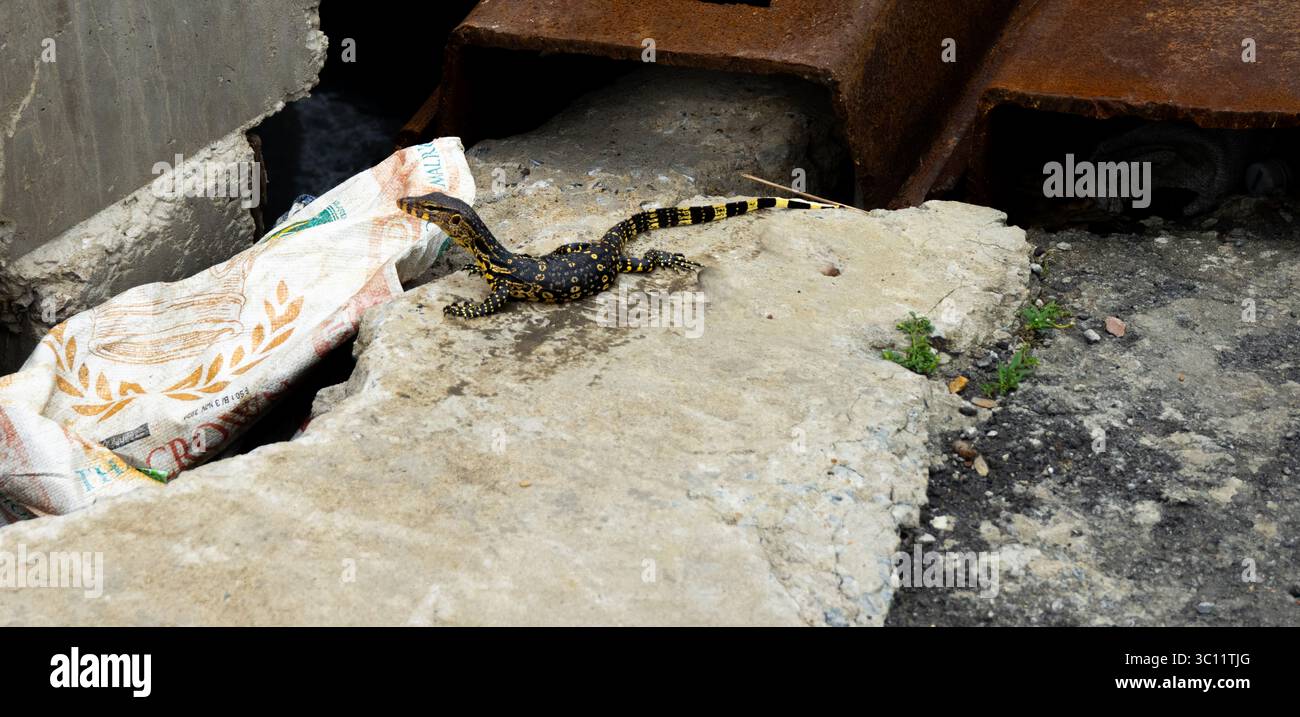 Monitor lizard on forest hi-res stock photography and images - Alamy
