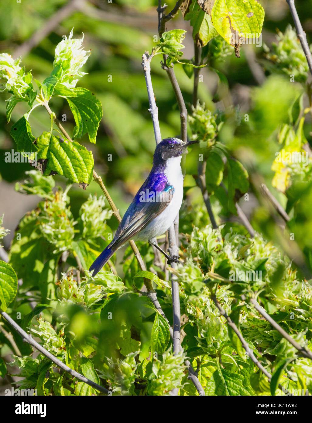 The vibrant iridescent colours of the male Eastern Violet-backed ...