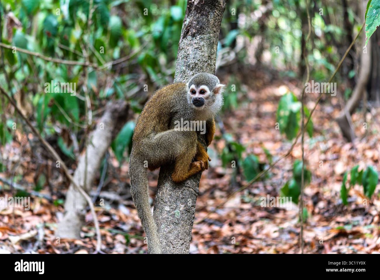 Guianan squirrel monkey, Saimiri sciureus at the sloth path on the Jari ...