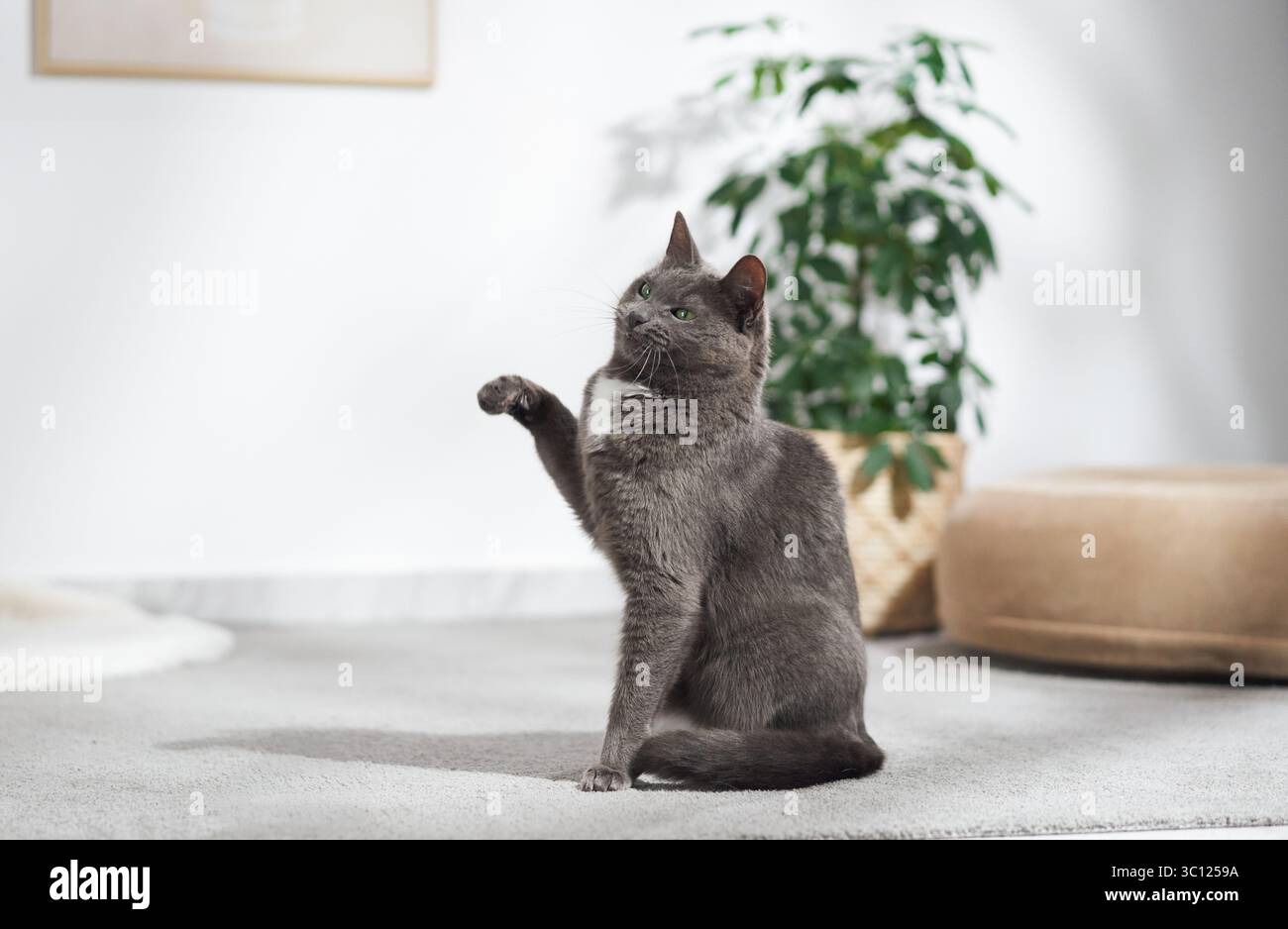 A grey cat sits upright on a pale rug in front of a potted plant. Its ...