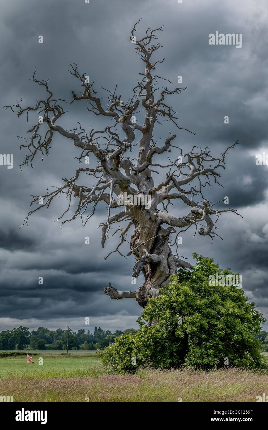 The Cromwell tree Stock Photo - Alamy