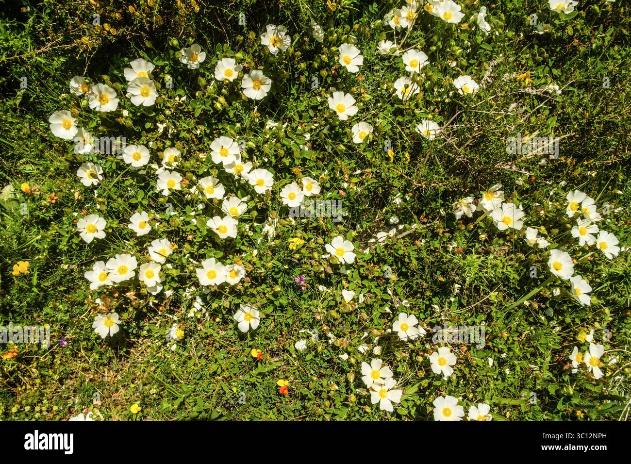 Salbeiblättrige Zistrosen Cistus salviifolius wachsen in der Macchia ...