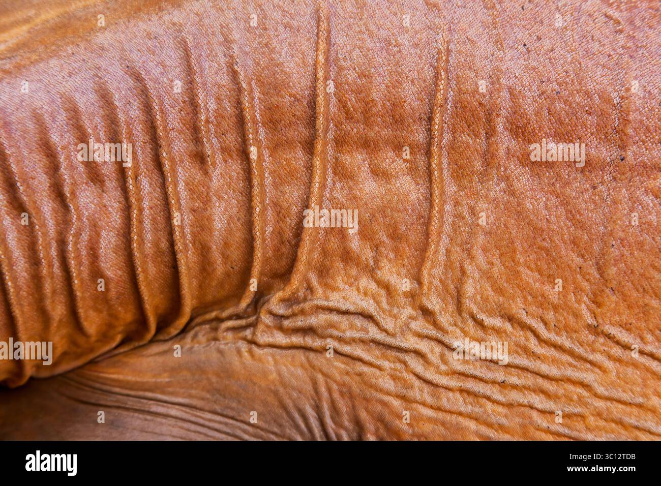 The body of a nanny shark close-up. The skin of a red shark Stock Photo ...