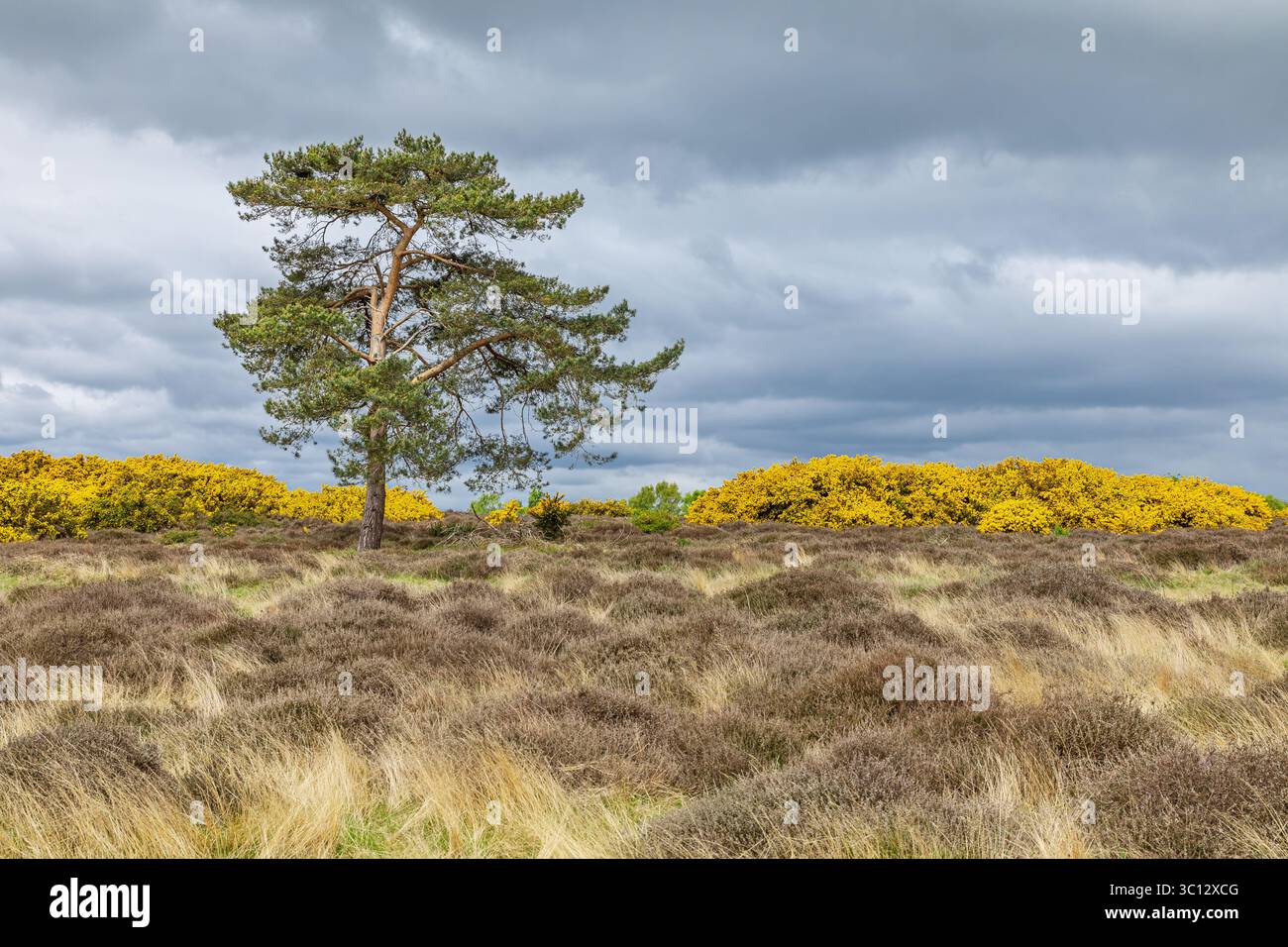 Green and yellow landscape hi-res stock photography and images - Alamy