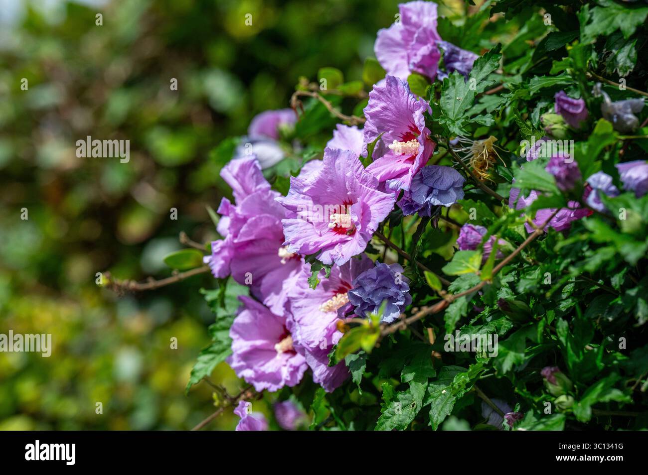 Pink hibiscus bush growing alongside Jasmin and roses in small urban ...