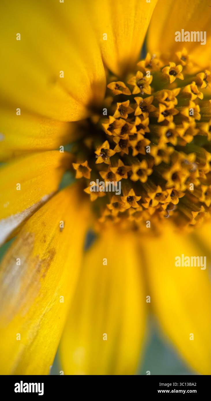 False cone smartphone stock photos and images - Alamy