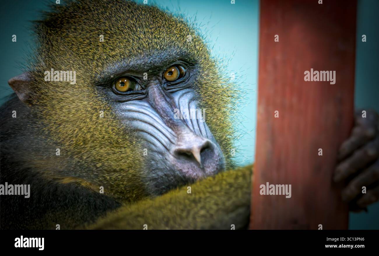 Mandrills in the wild hi-res stock photography and images - Alamy