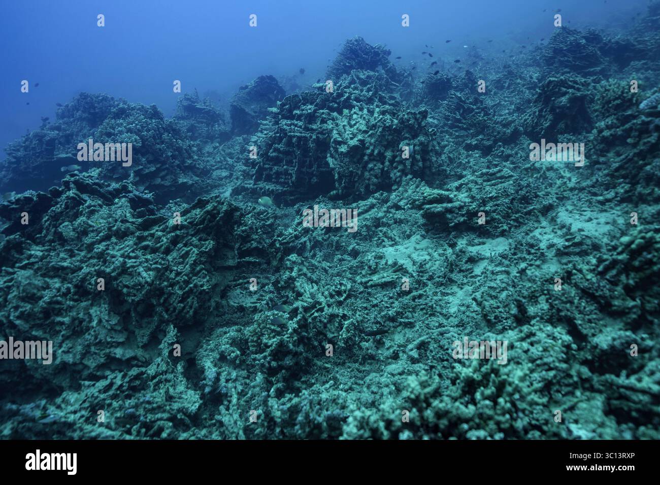 A coral graveyard is all that remains of the once vibrant reef at ...