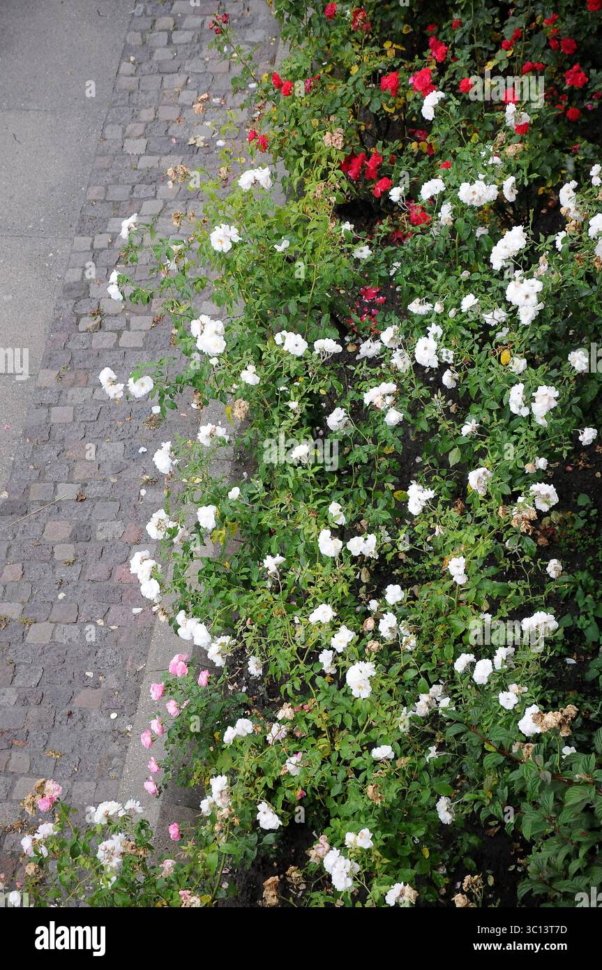 Copenhagen/ DenmarK/22 JULY 2025/ Rose flowers plants in kastrup ...