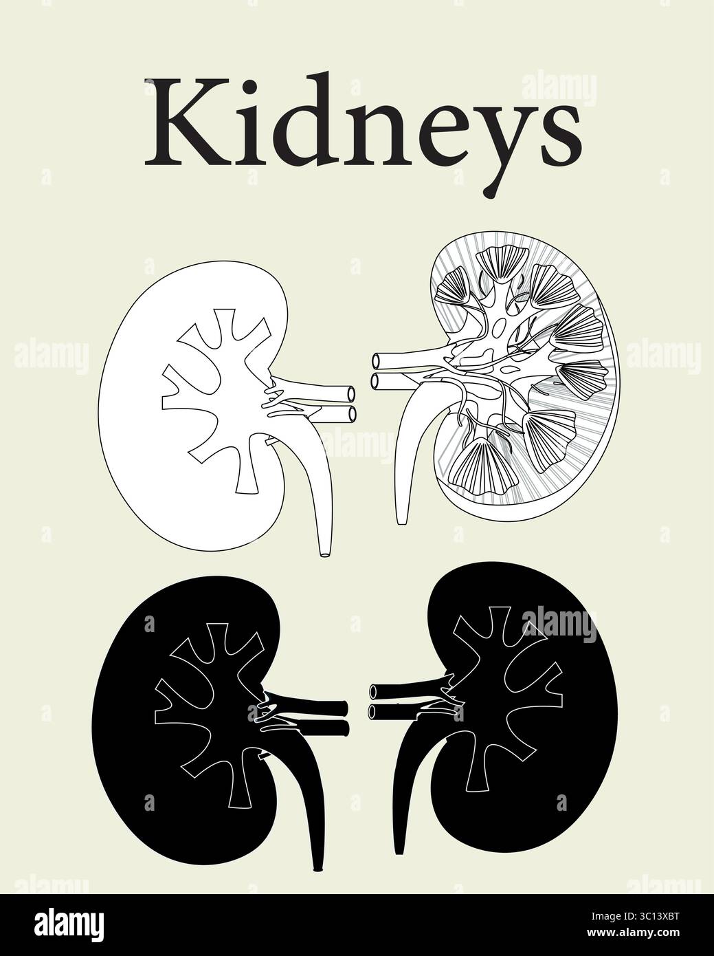 Organ cross section Stock Vector Images - Alamy