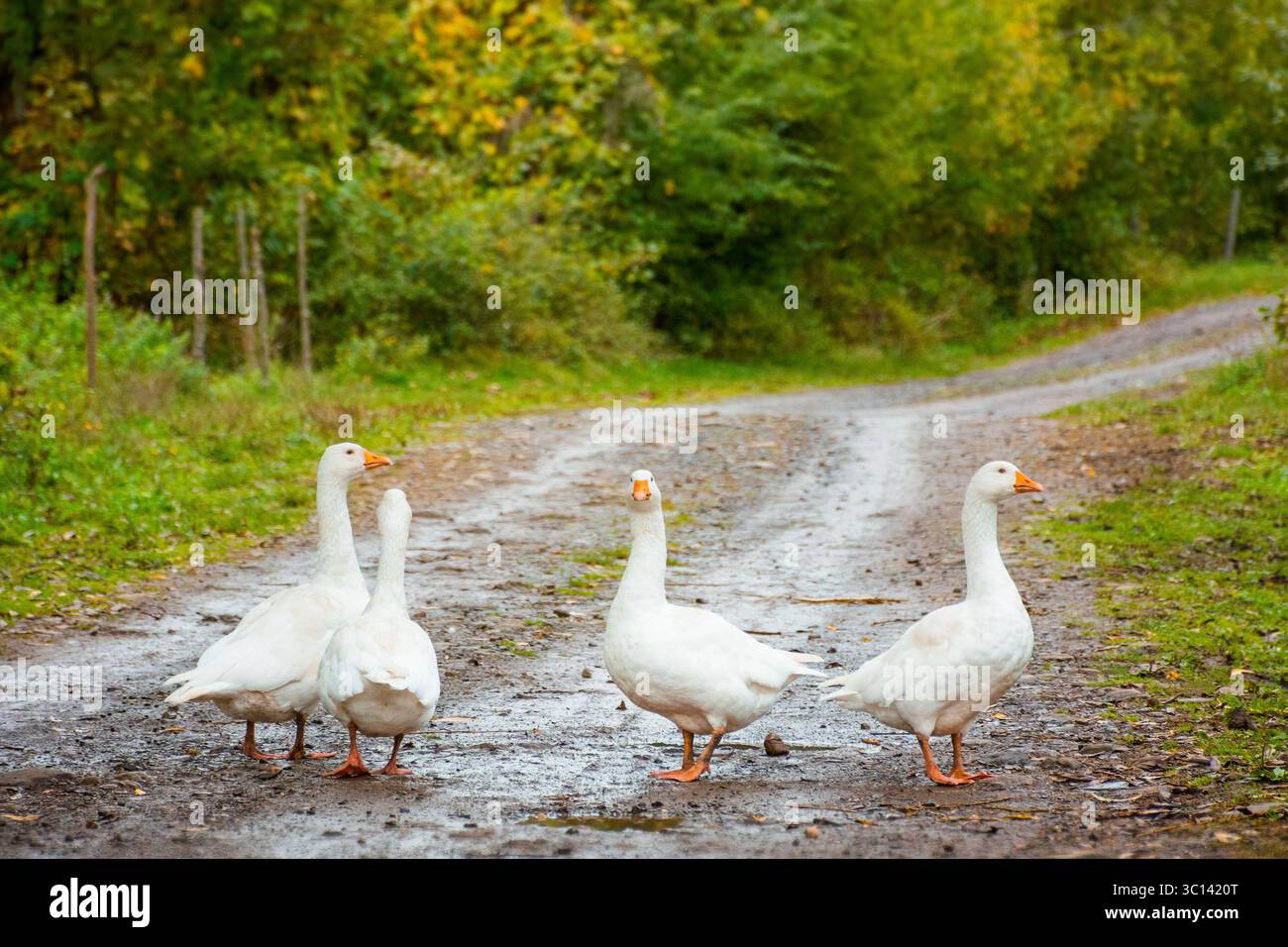 Geese on village path hi-res stock photography and images - Alamy