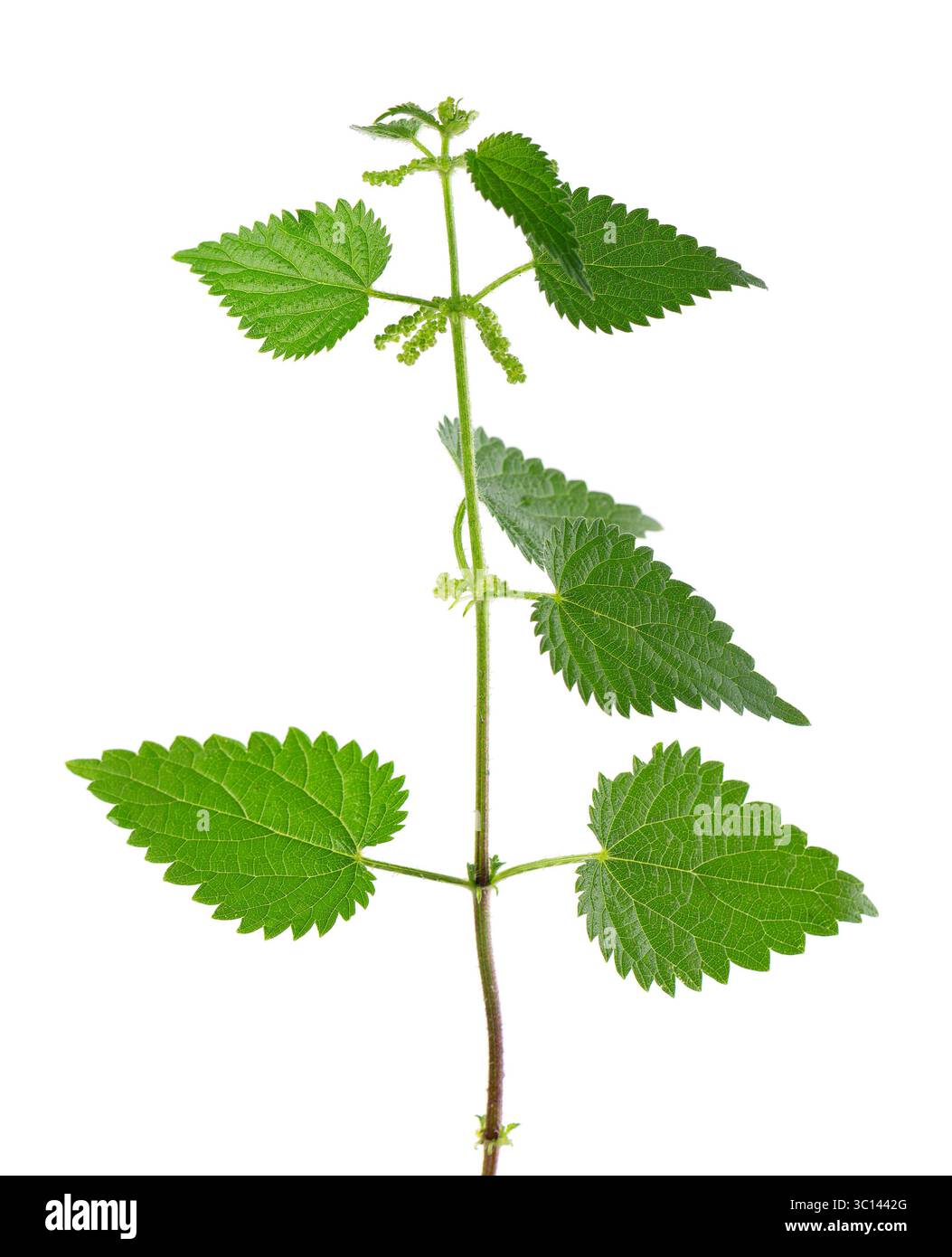 Nettle plant isolated on white background. Green common nettle, burn ...