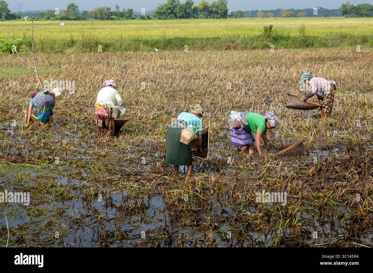 rural life Bangladesh Stock Photo - Alamy