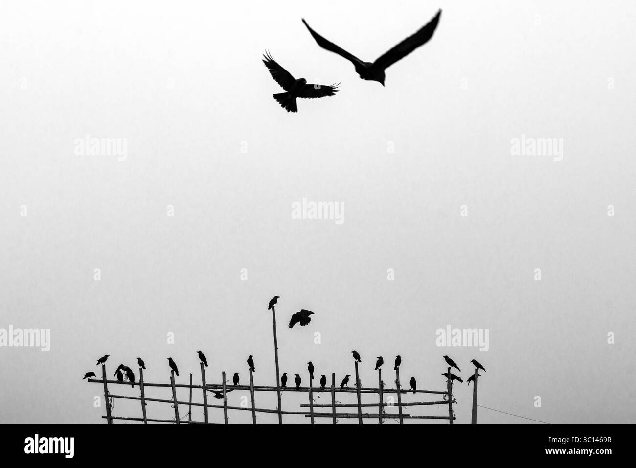 Local flying Black and White Stock Photos & Images - Alamy