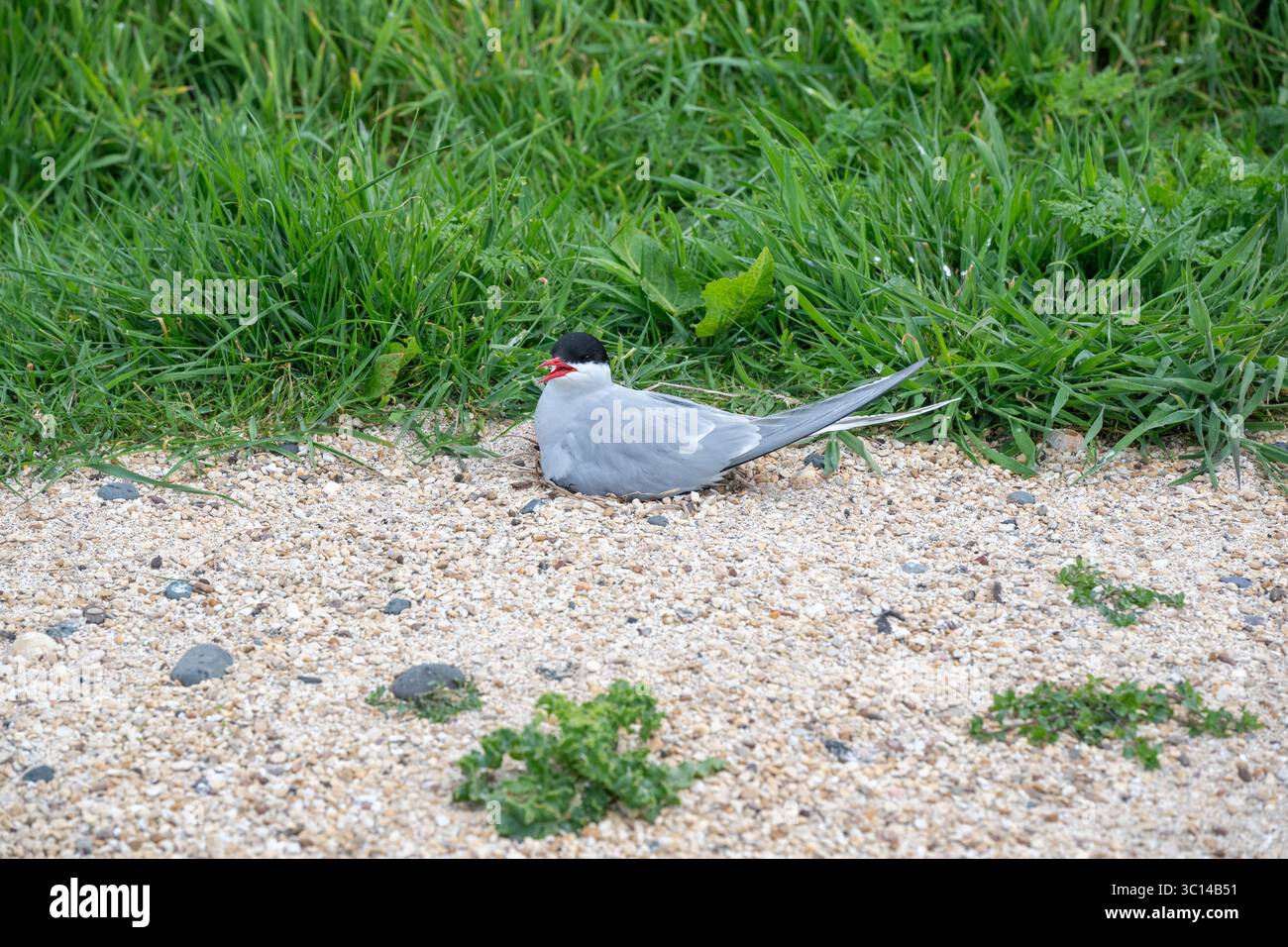 Arctic Tern (Sterna paradisaea) on nest at Farne Islands breeding ...