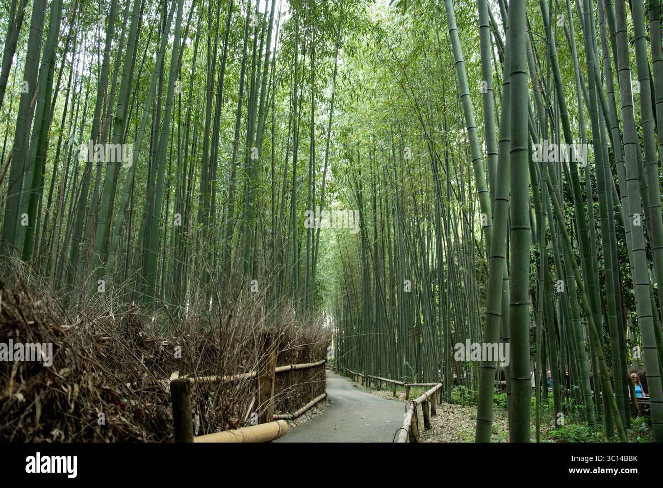 Sagano bamboo forest, kyoto, japan hi-res stock photography and images ...