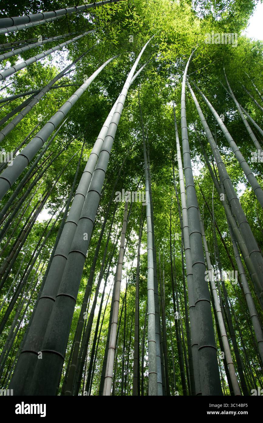 Sagano bamboo forest, kyoto, japan hi-res stock photography and images ...