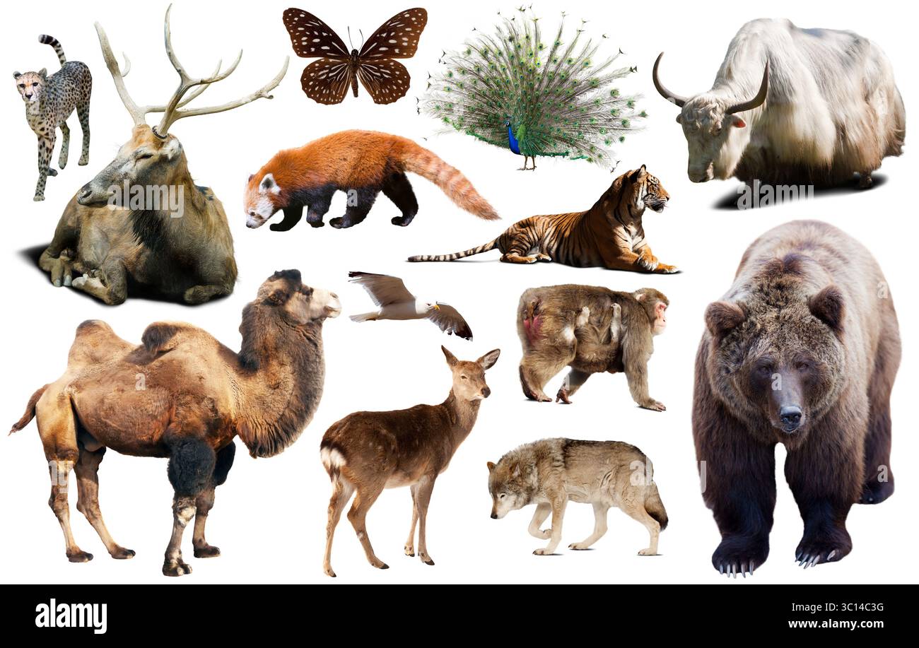 asia animals isolated Stock Photo - Alamy