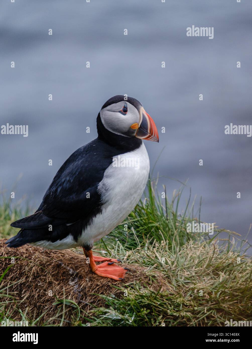 Puffin stands on green grassy hi-res stock photography and images - Alamy