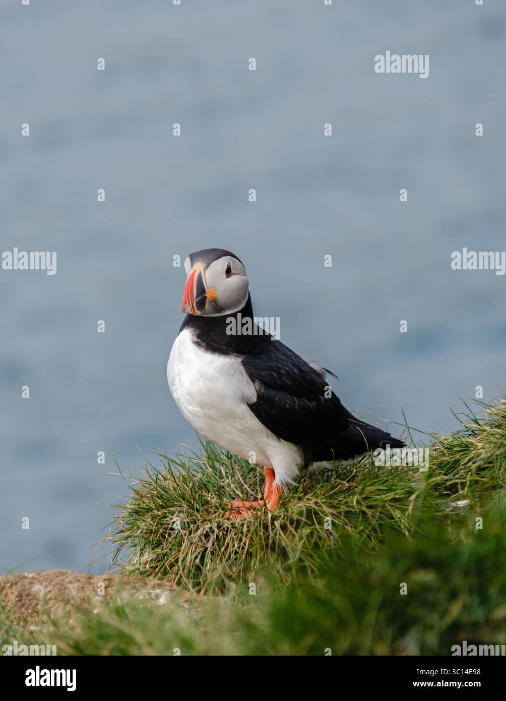 A vibrant puffin stands proudly on a grassy knoll by the ocean ...