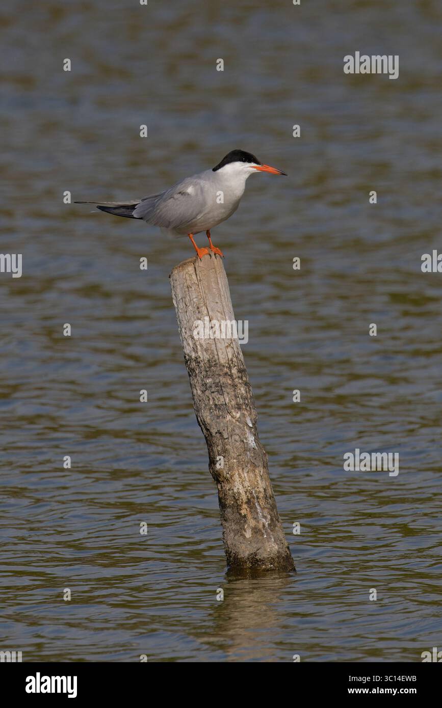 Common Tern (Sterna hirundo) Norfolk July 2025 Stock Photo - Alamy