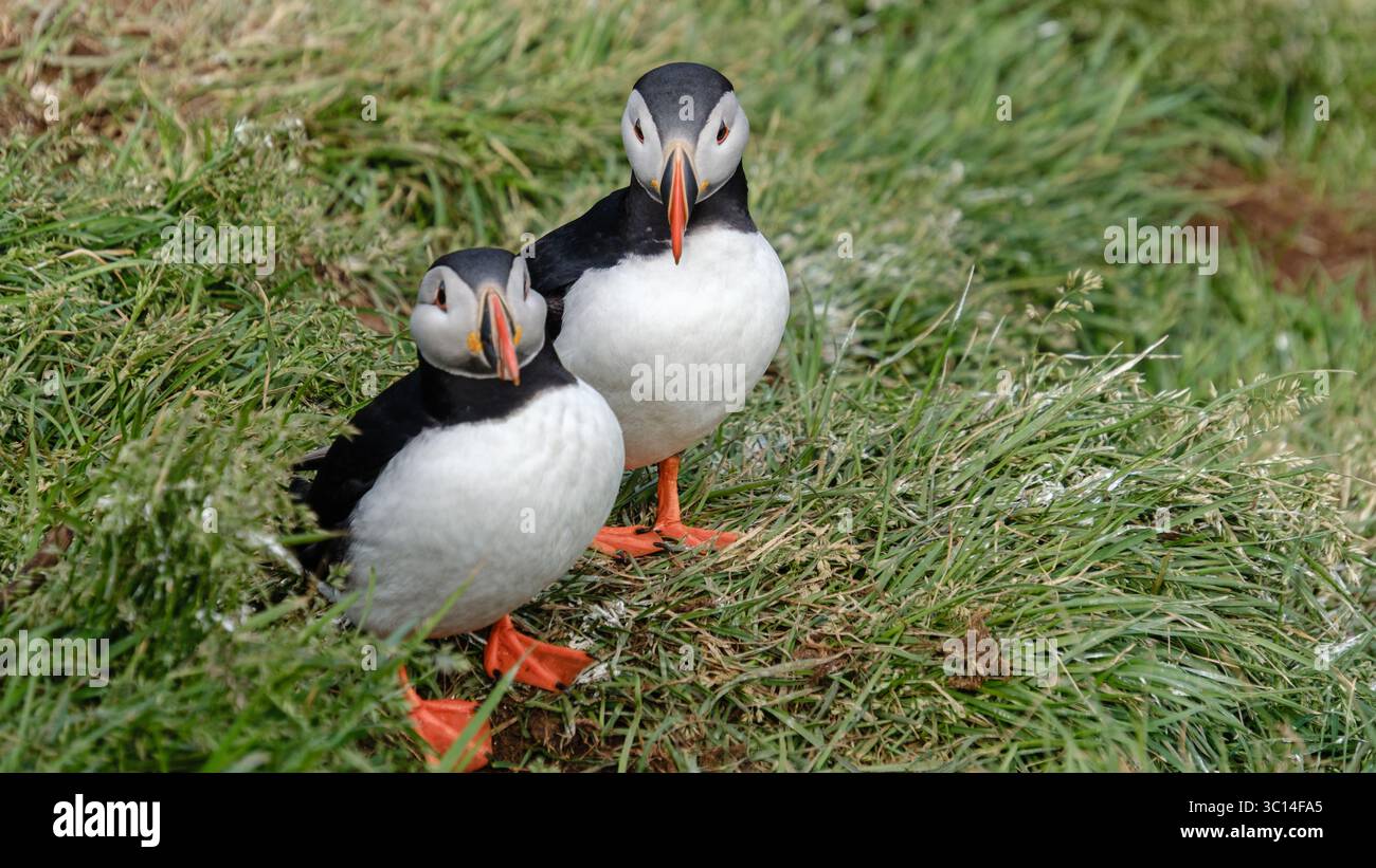 Two adorable puffins stand on a vibrant green patch in Iceland ...