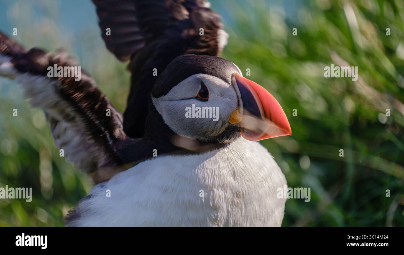 A vibrant puffin displays its striking beak and feathers while perched ...